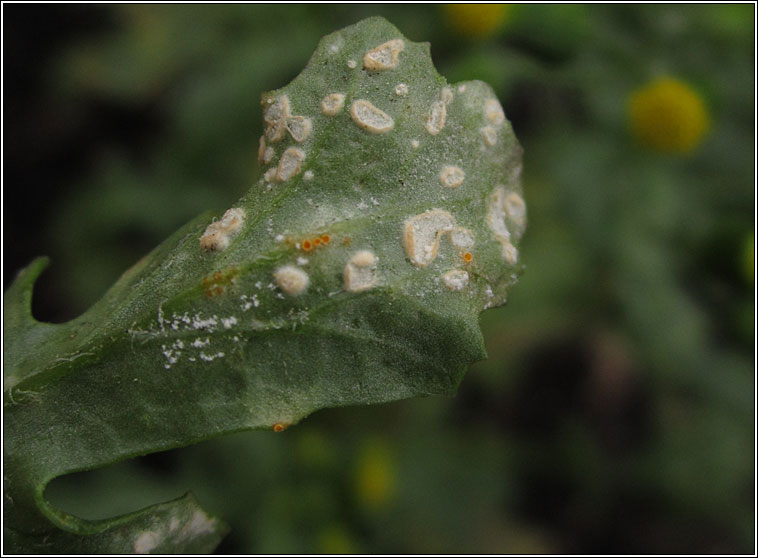 Galls Albugo Tragopogonis Pustula Obtusata