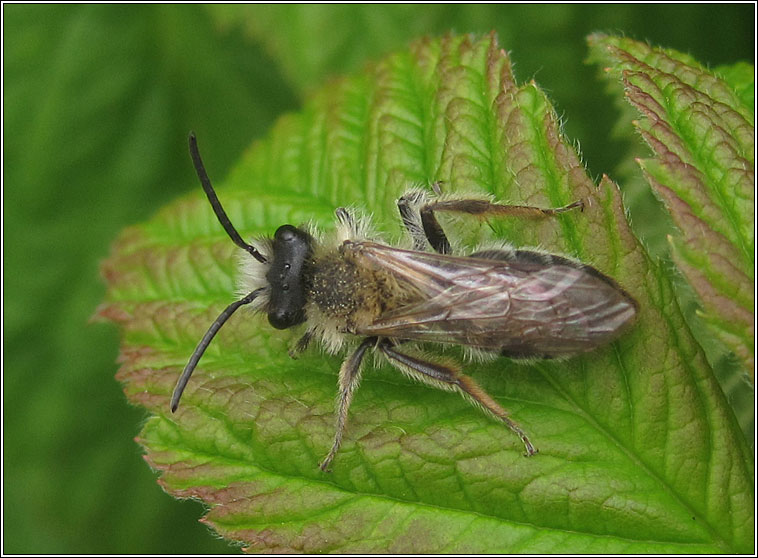 Hymenoptera - Andrena sp