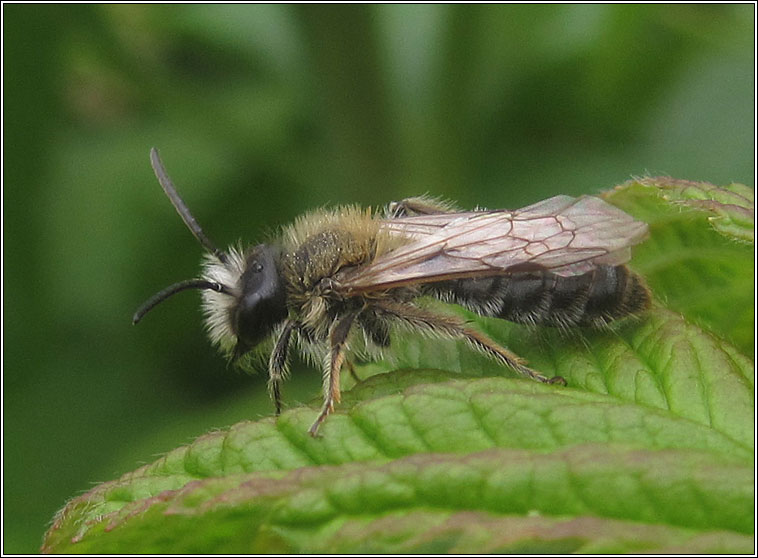 Hymenoptera - Andrena sp