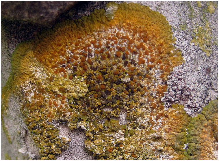 Lichen - Intralichen christiansenii