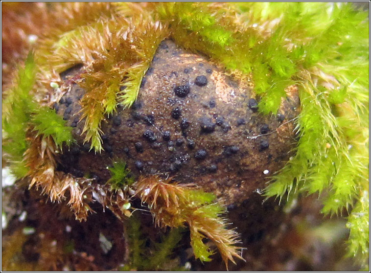 Lichen - Porina byssophila