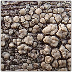 Lichen - Lecanora
