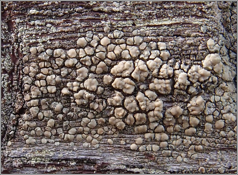 Lichen - Lecanora