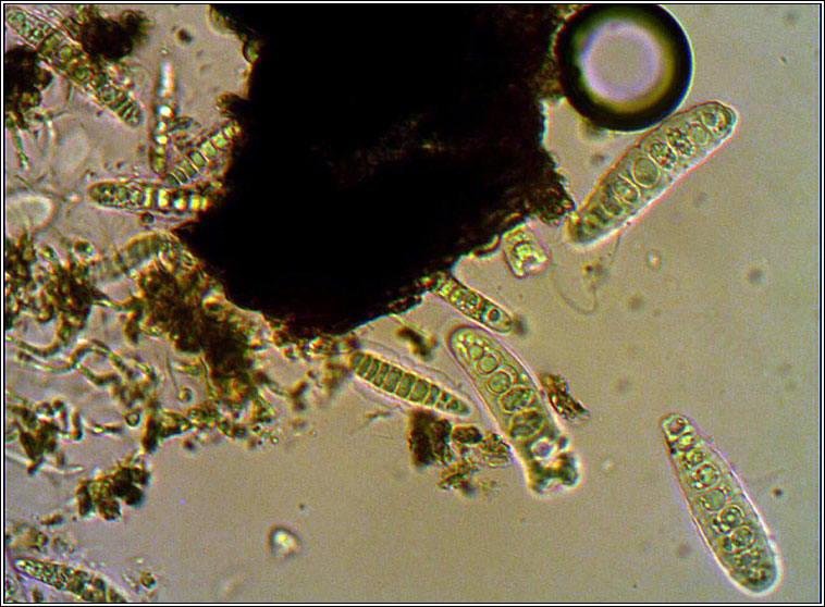 Lichen - Graphis scripta