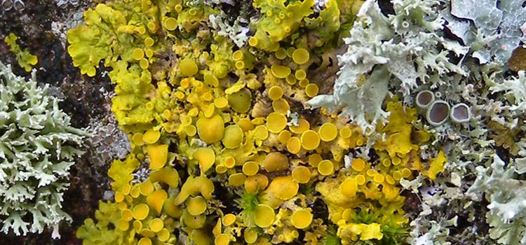 Foliose Lichens Premium Photo | Peltigera Sp Foliose Lichens Close Up